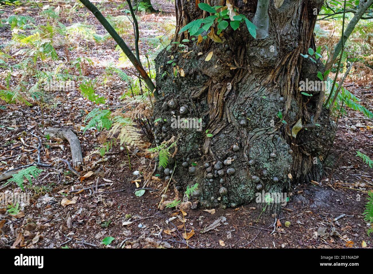 Mushroom spores forming as parasites on a tree in the English ...