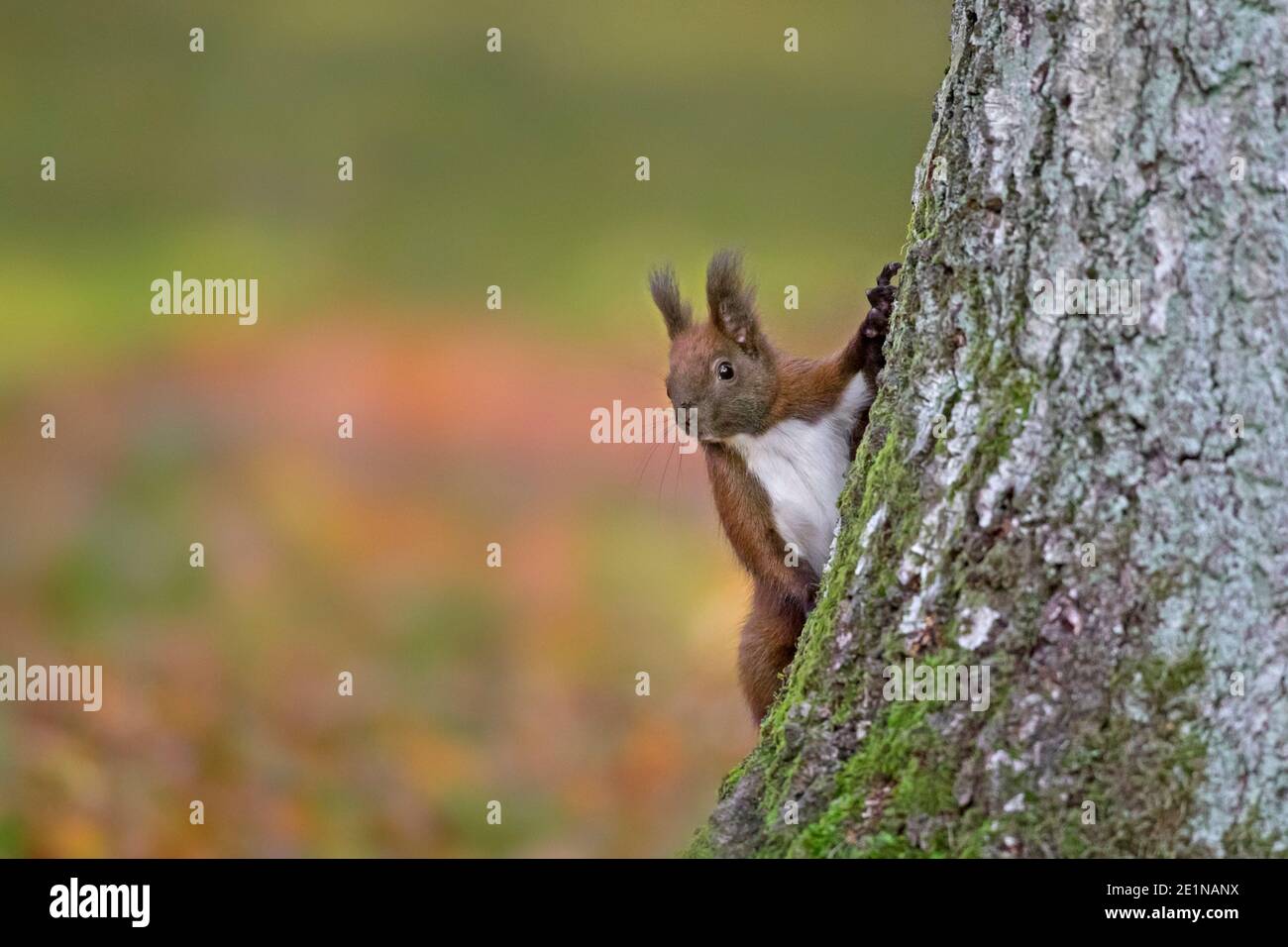 Squirrel autumn tree hi-res stock photography and images - Alamy