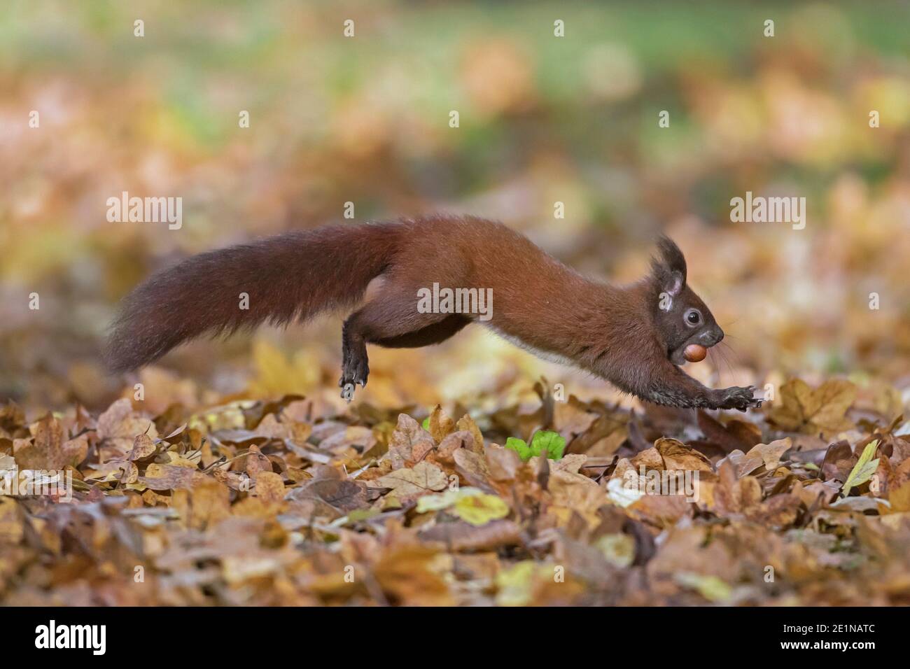 Eurasian red squirrel (Sciurus vulgaris) collecting hazel nuts on the ...