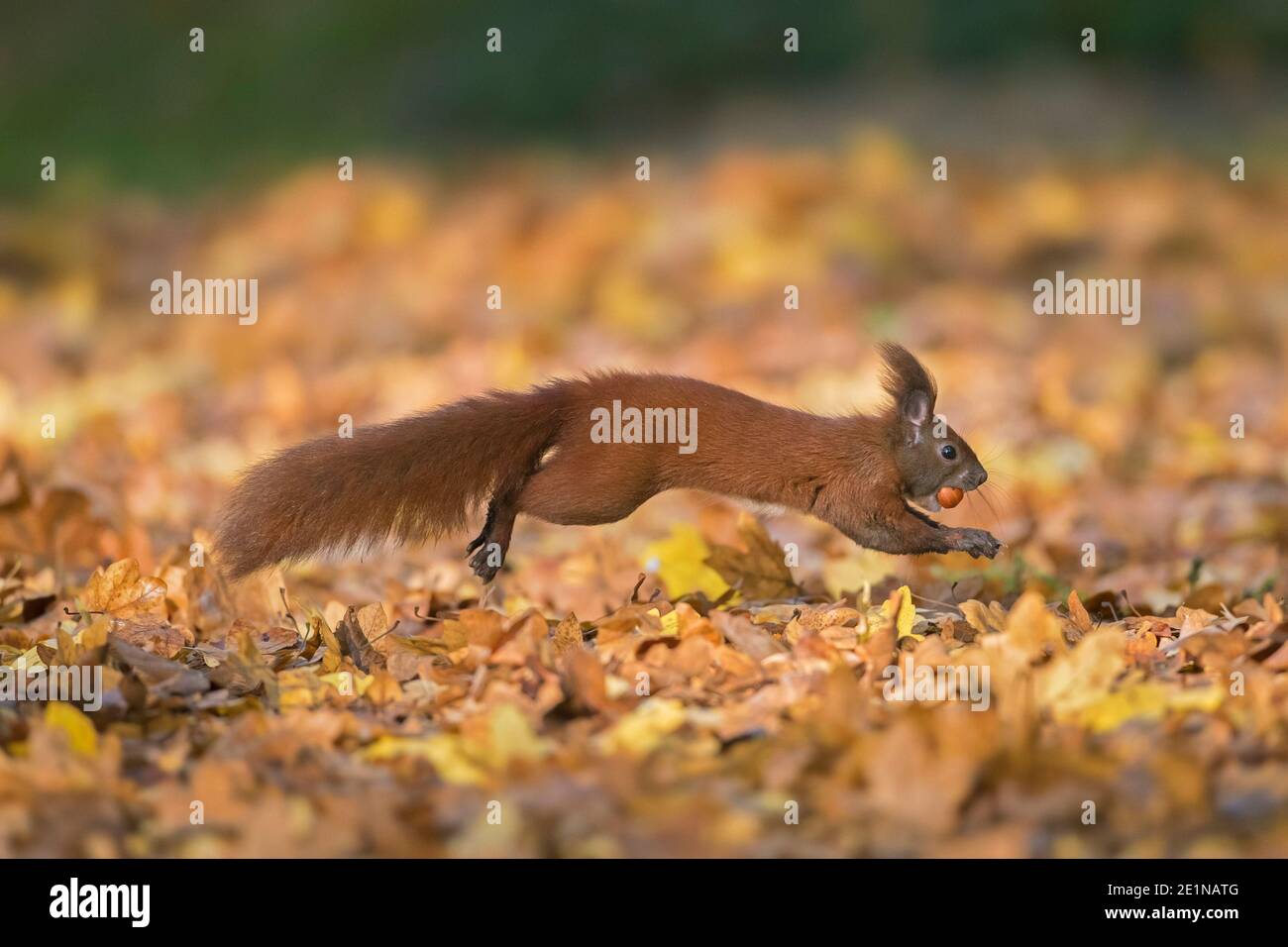 Squirrels collecting nuts hi-res stock photography and images - Alamy