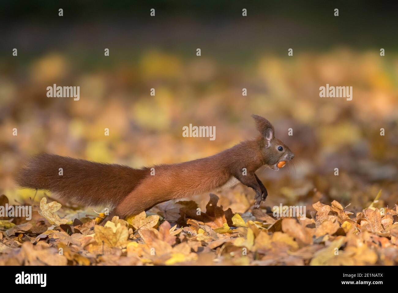 Eurasian red squirrel (Sciurus vulgaris) collecting hazel nuts on the ...