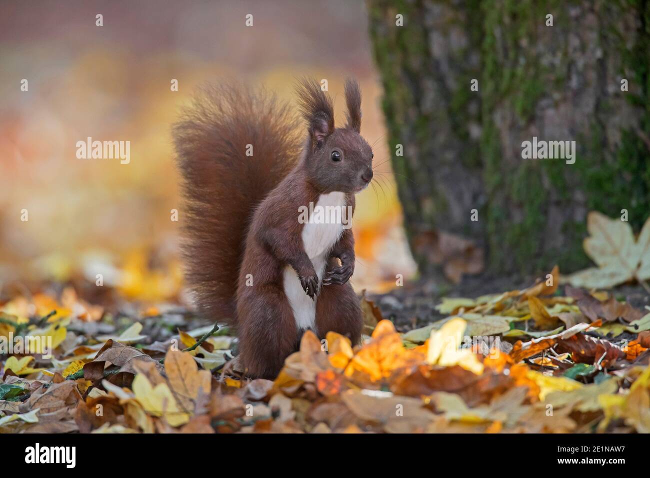 Deciduous forest floor hi-res stock photography and images - Alamy