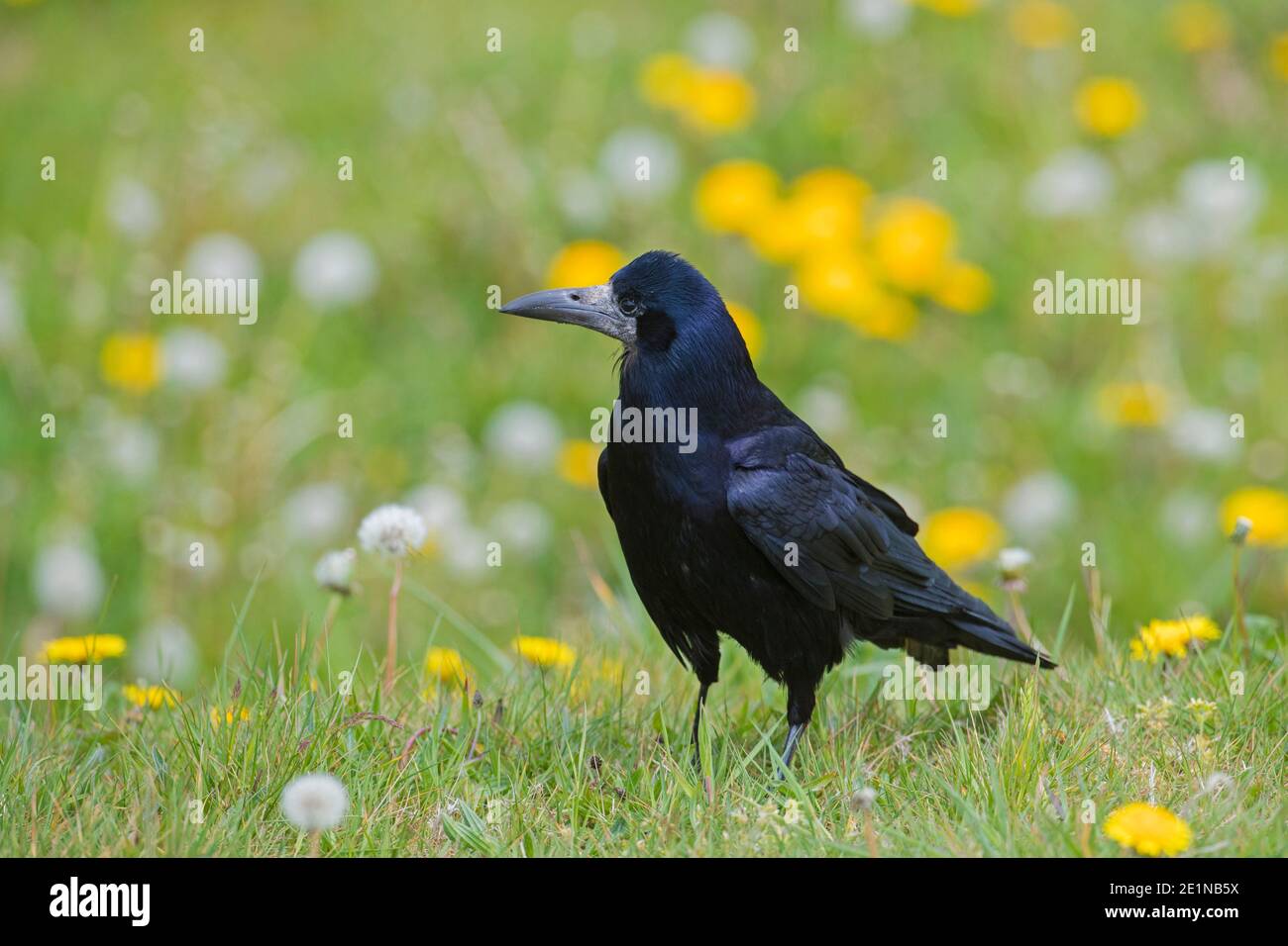 Scottish rook hi-res stock photography and images - Alamy