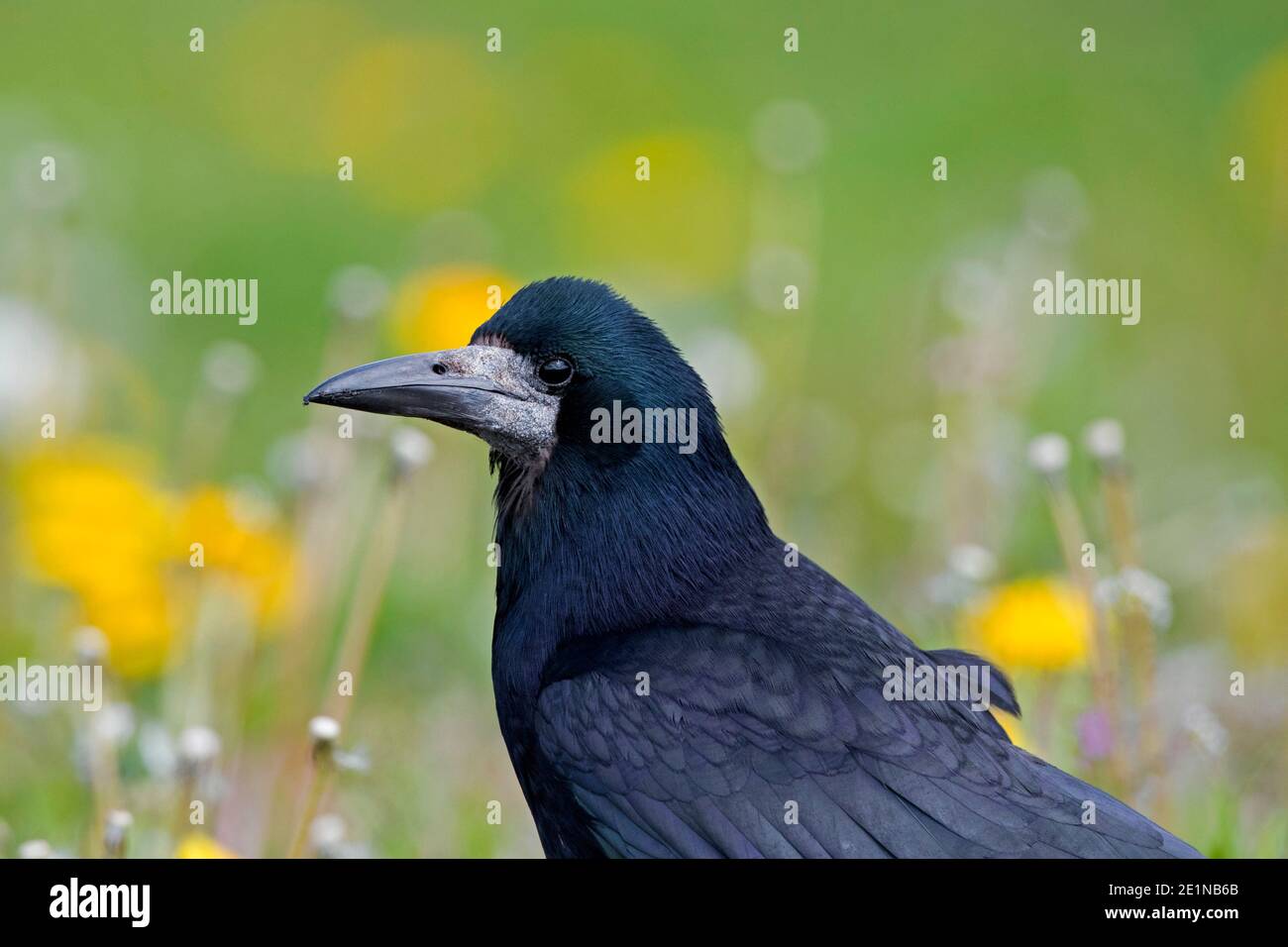 Closeup of rook hi-res stock photography and images - Alamy