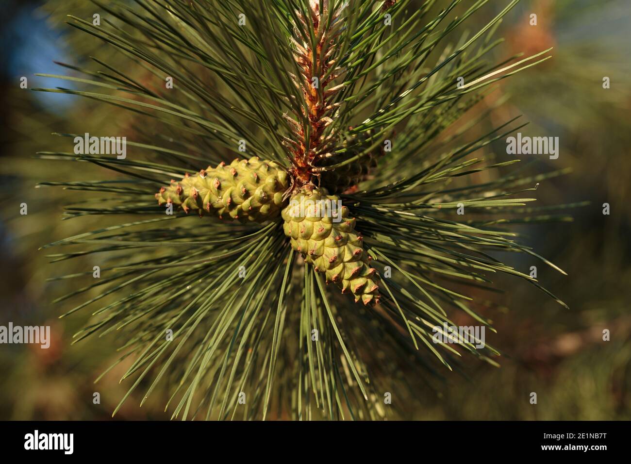 Immature fir cone hi-res stock photography and images - Alamy