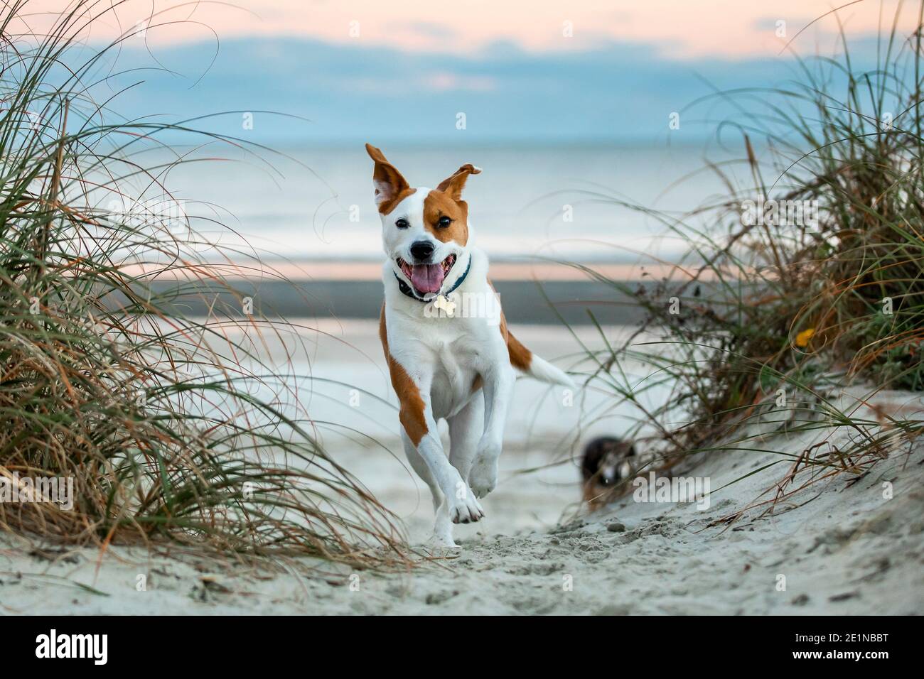 On isle dogs hi-res stock photography and images - Alamy