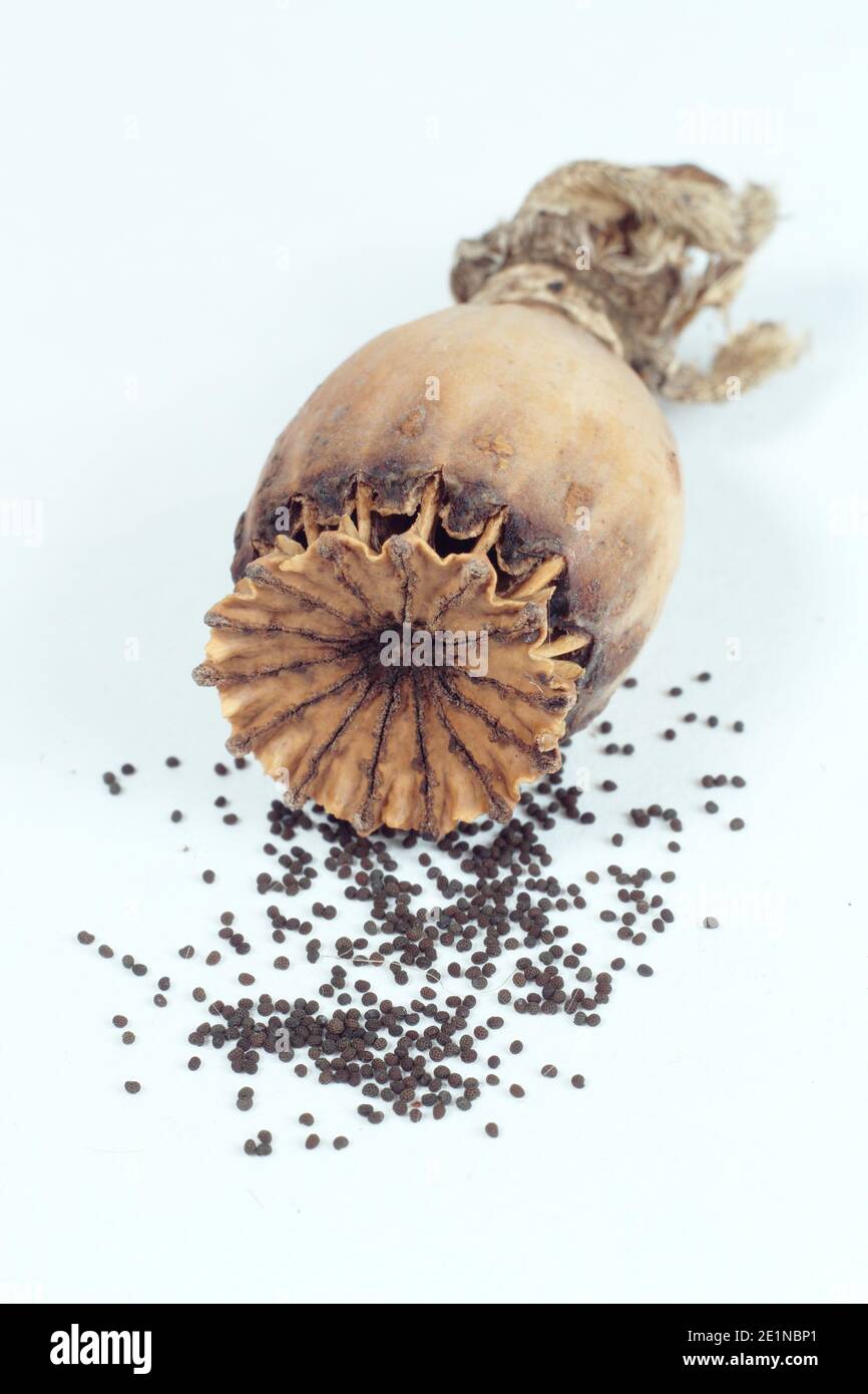 Dried seed heads of papaver orientale hi-res stock photography and ...