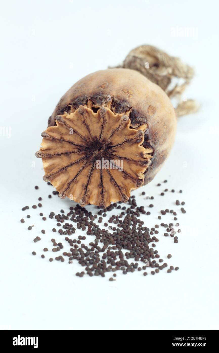 Papaver Orientale Pods