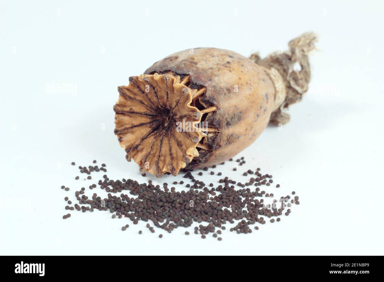 Orientale Papaver Seed High Resolution Stock Photography and Images - Alamy