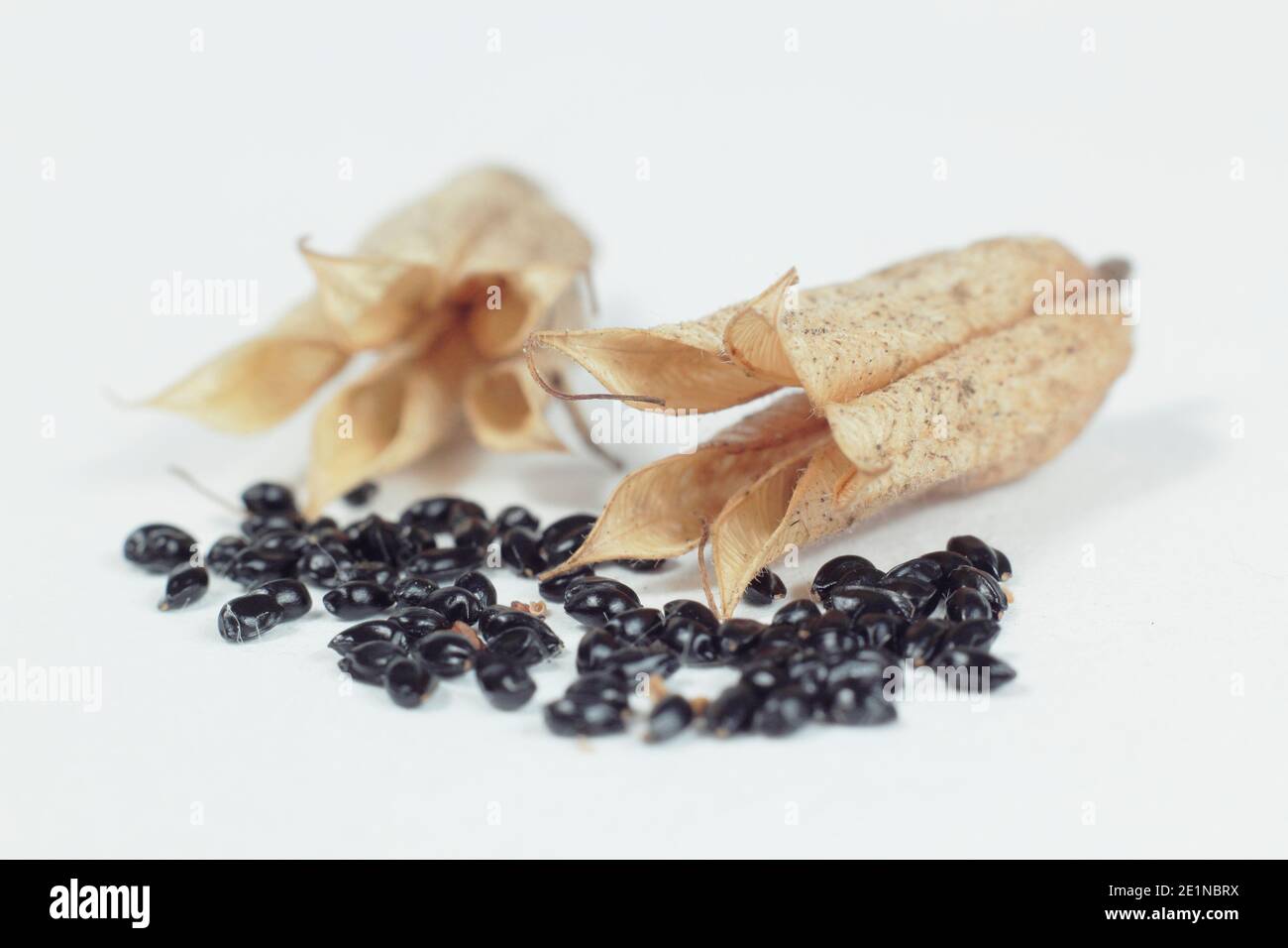 Aquilegia seed pods with seed isolated on white background. Aquilegia ...
