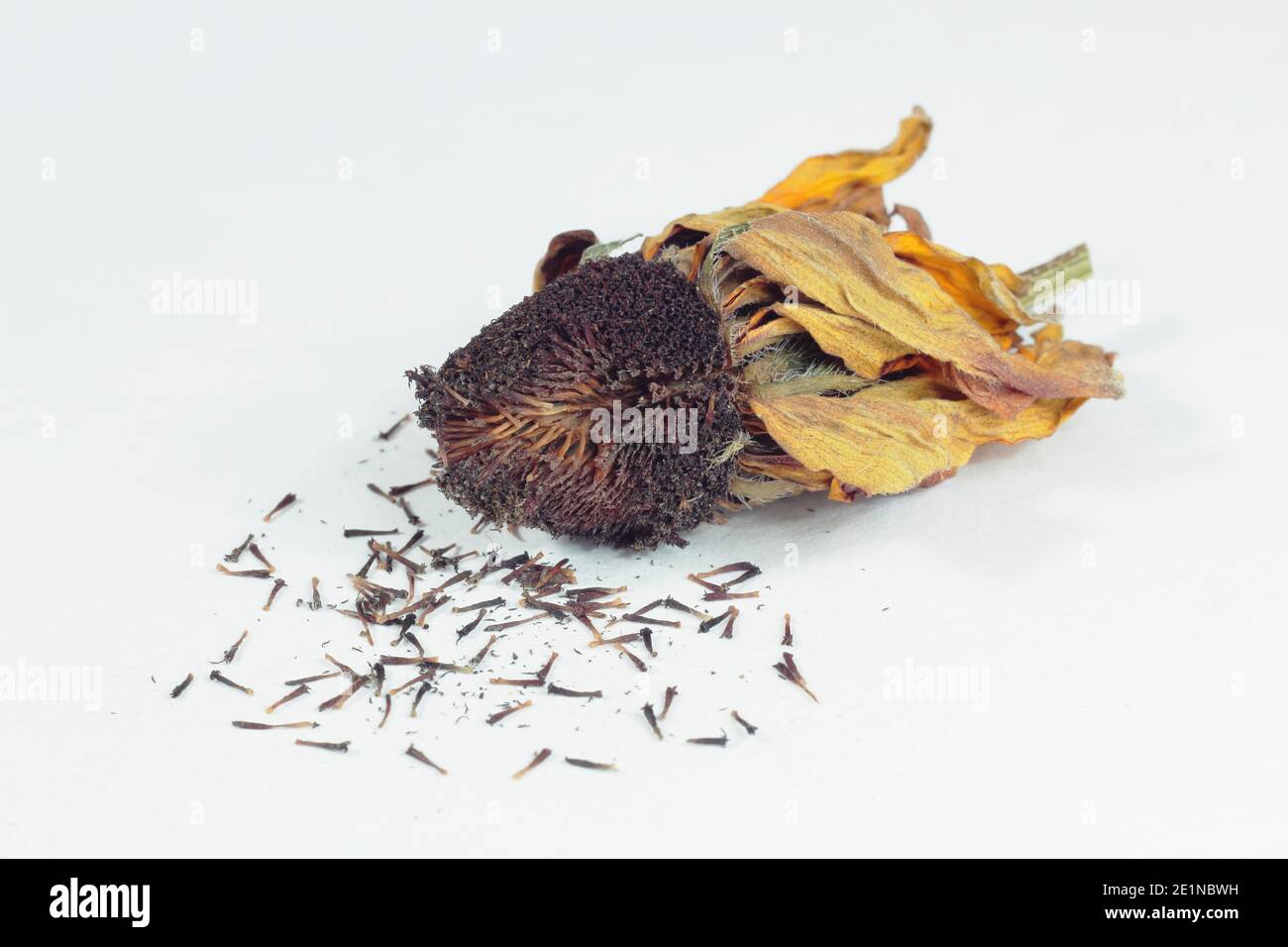 Rudbeckia hirta seedhead isolated on a white background. Saving seeds ...