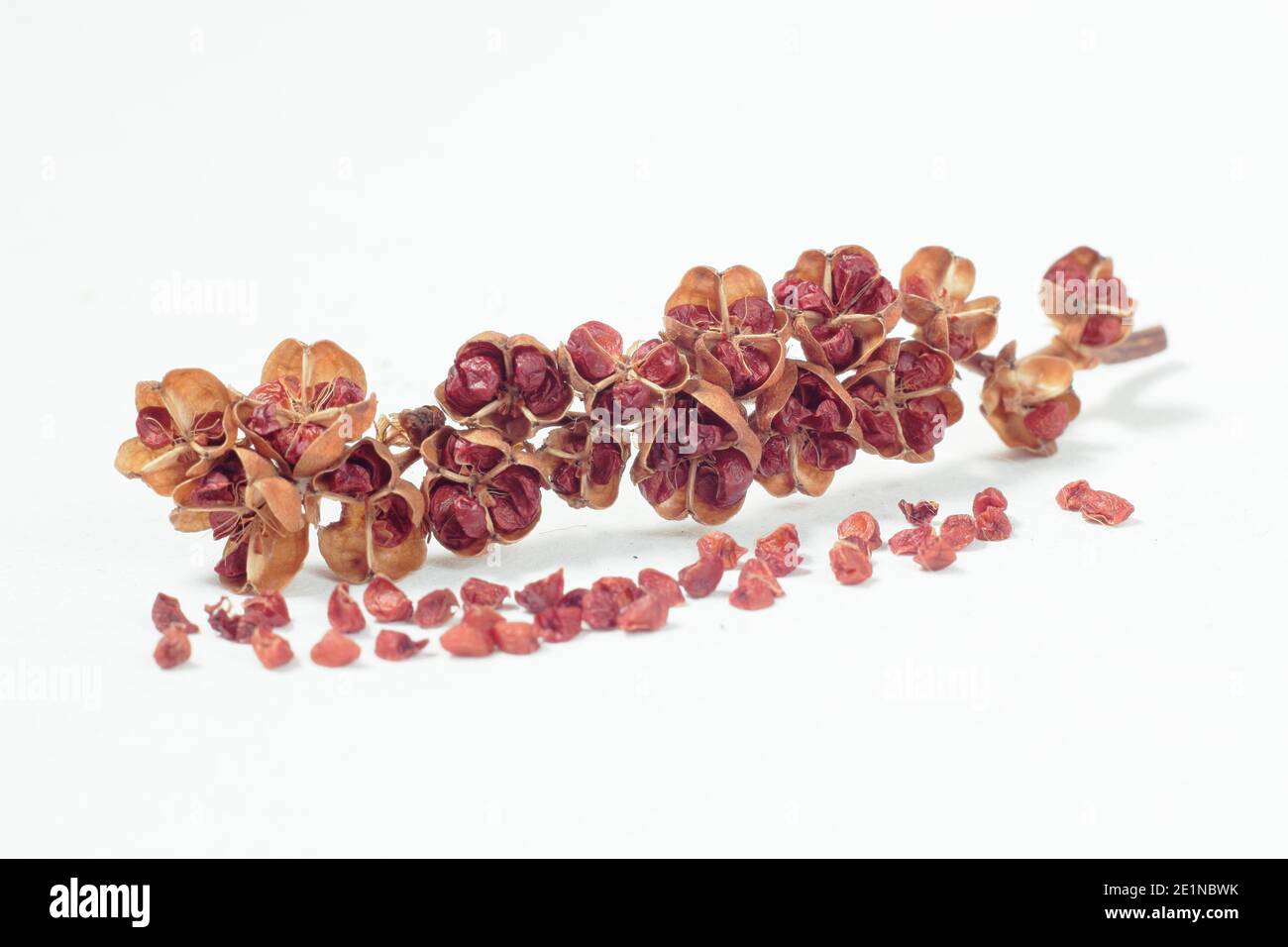 Crocosmia lucifer seeds hi-res stock photography and images - Alamy