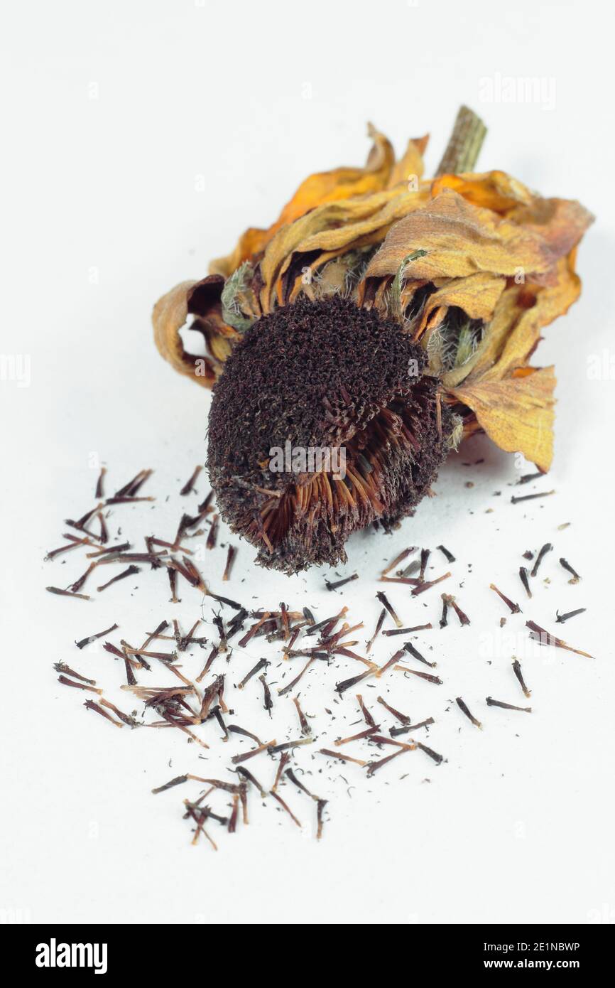 Rudbeckia seed head autumn hi res stock photography and images Alamy