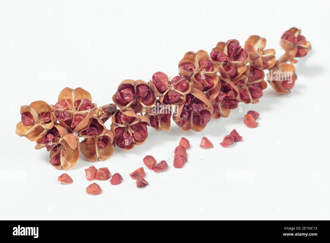 Crocosmia seedpods and seeds. Crocosmia 'Lucifer' montbretia seedheads ...