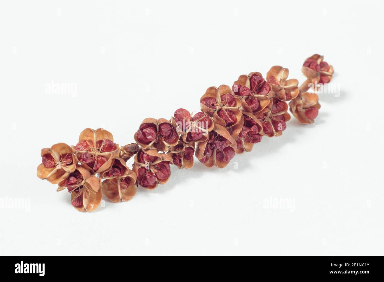 Crocosmia seedpods and seeds. Crocosmia 'Lucifer' montbretia seedheads ...
