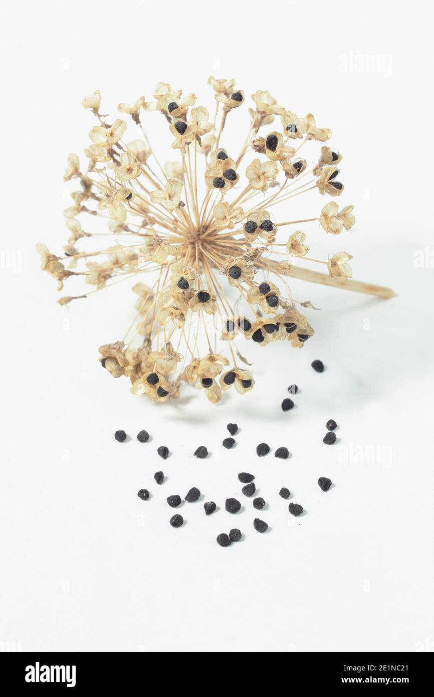 Allium seed heads hi-res stock photography and images - Alamy