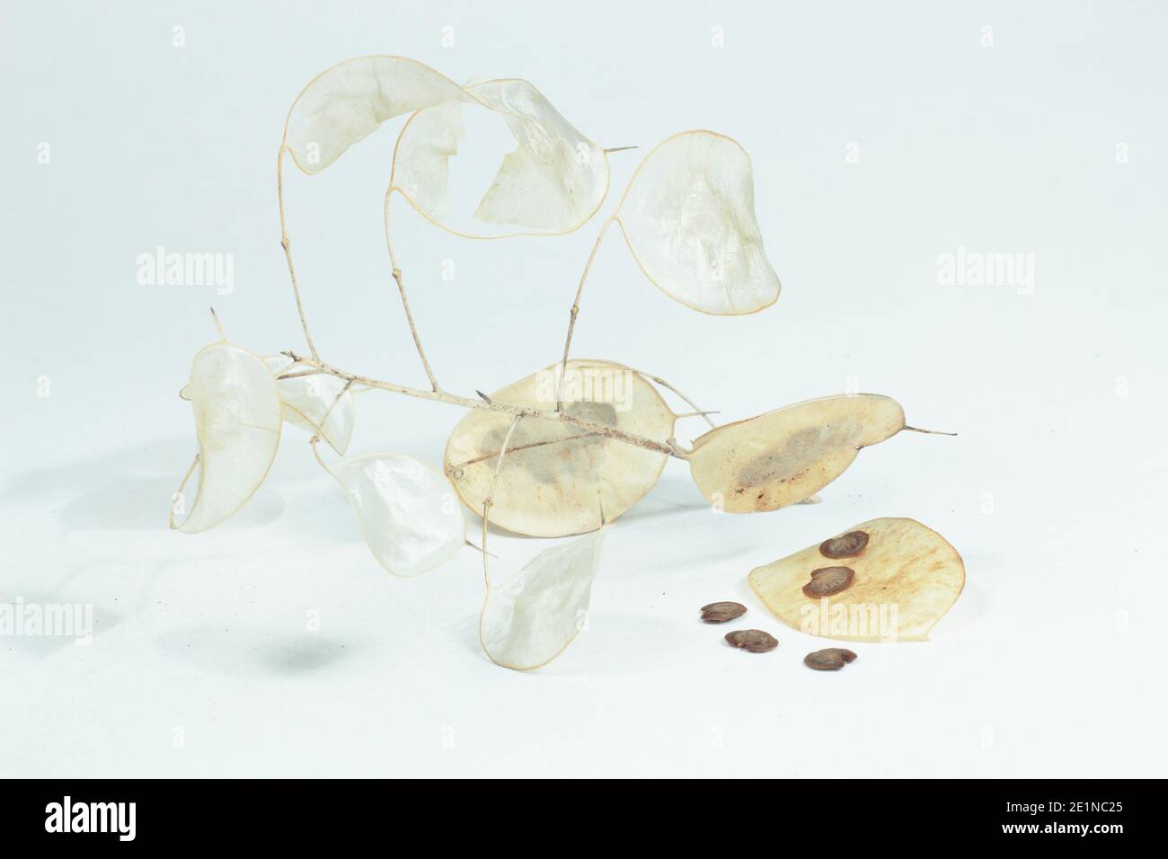 Honesty seed heads isolated on a white background. Lunaria annua Stock ...
