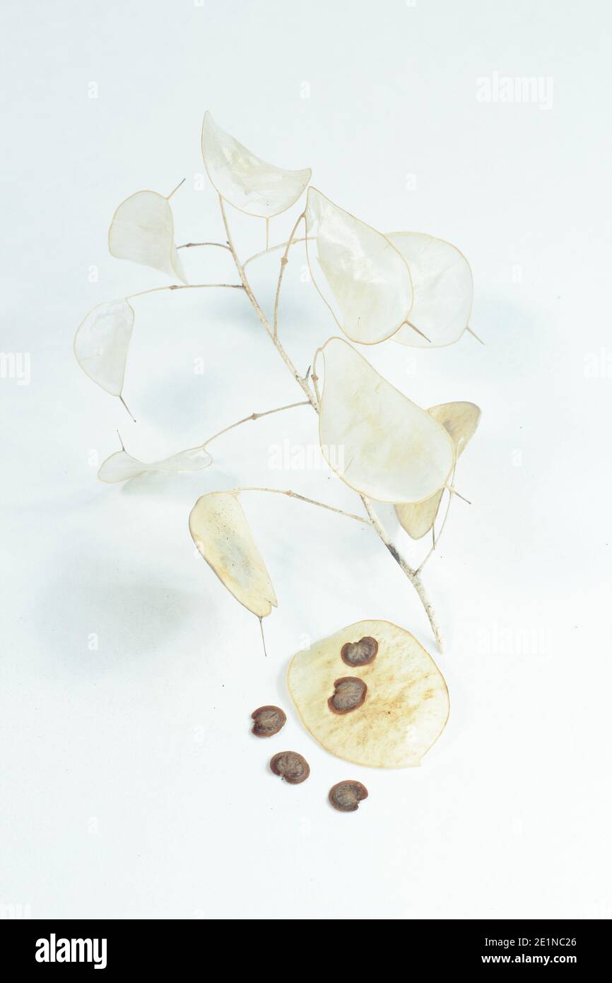 Honesty seed heads isolated on a white background. Lunaria annua Stock ...