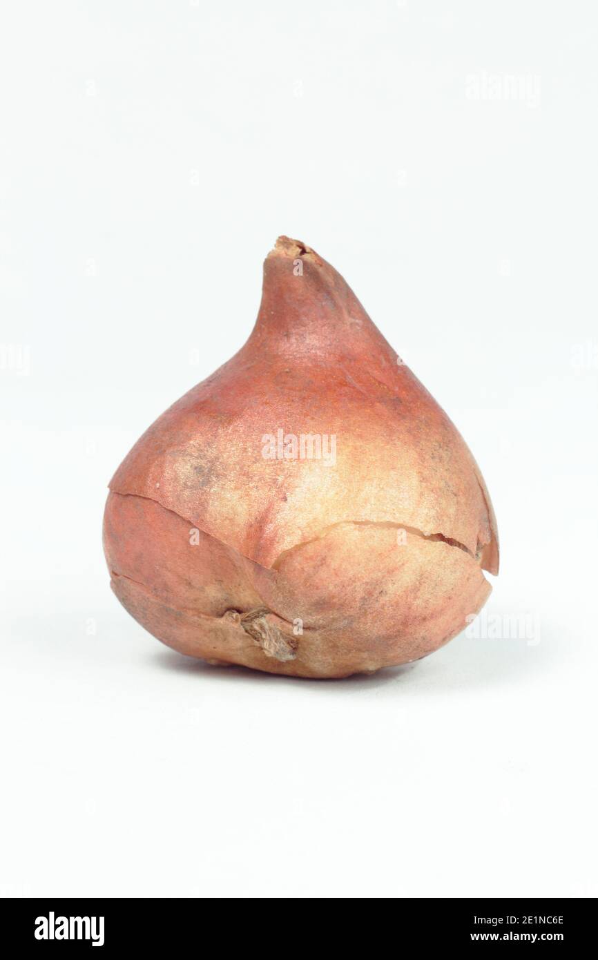 Tulipa 'White flag'. Tulip bulbs isolated on a white background. UK ...