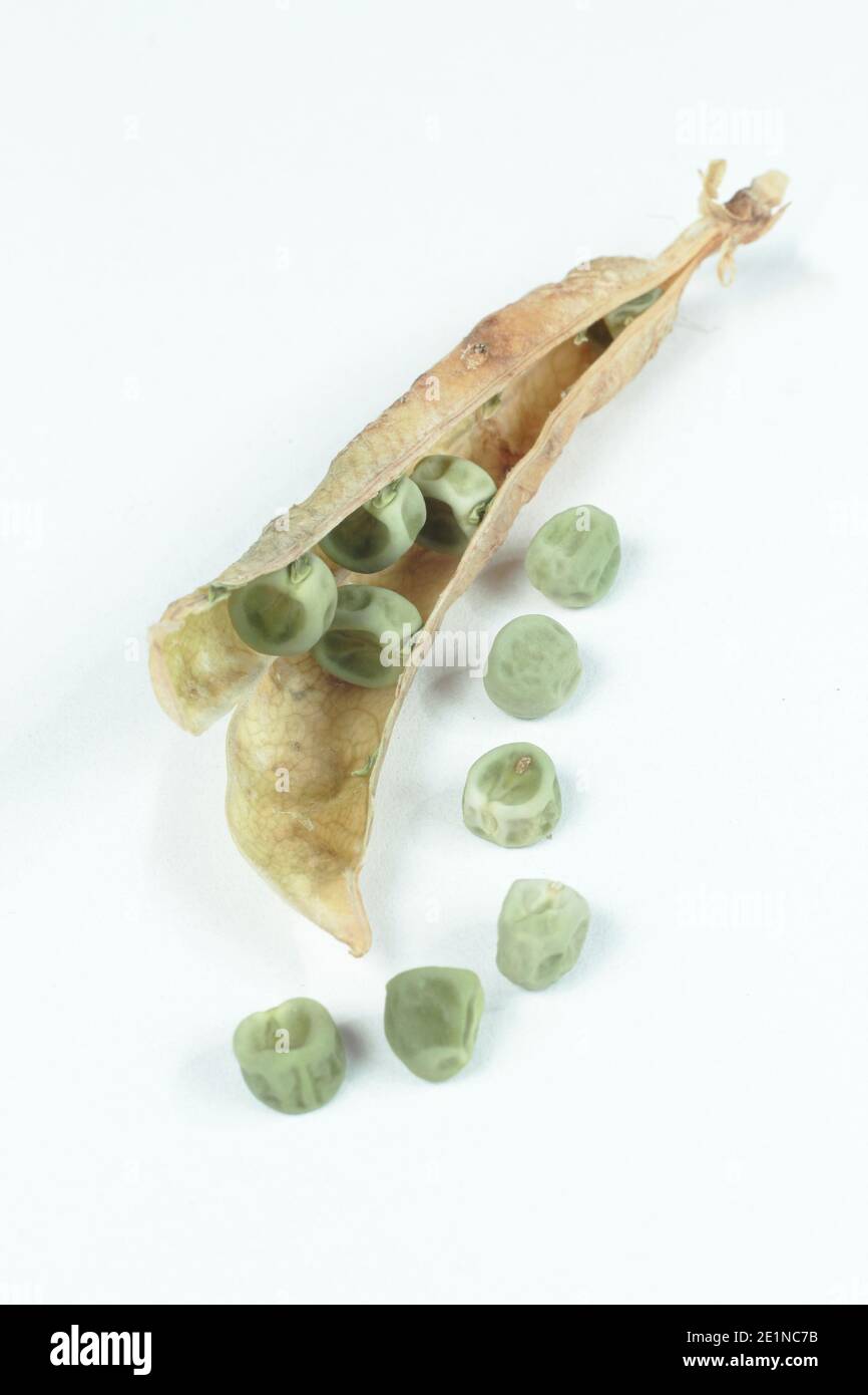 Pisum sativum 'Kelvedon Wonder' peas. Dried pea seeds and pod for ...