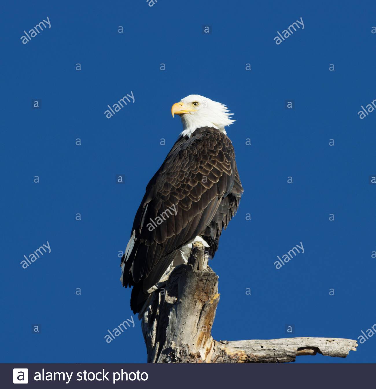 Dead Eagle High Resolution Stock Photography and Images - Alamy