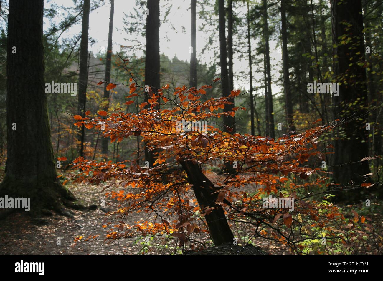 Craigvinean forest hi-res stock photography and images - Alamy