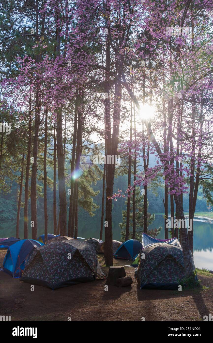 Camping tent on green grass field under trees Stock Photo - Alamy