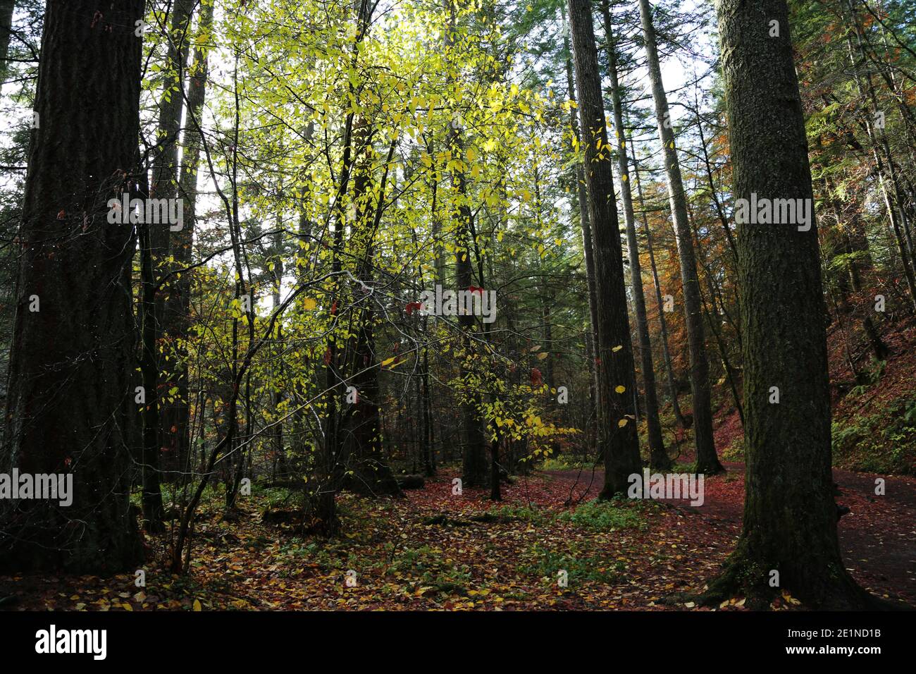 Craigvinean forest hi-res stock photography and images - Alamy