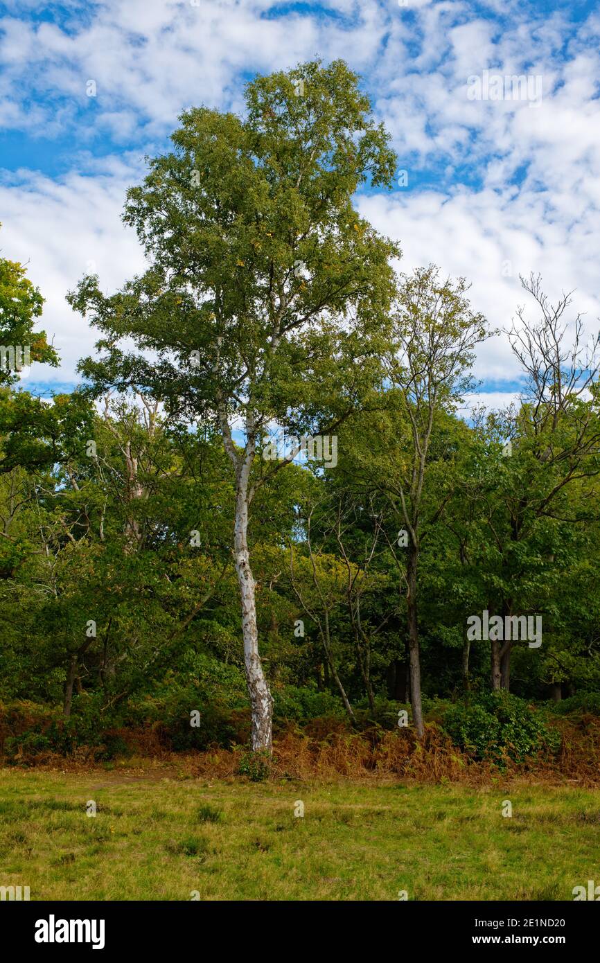 Silver larch hi-res stock photography and images - Alamy