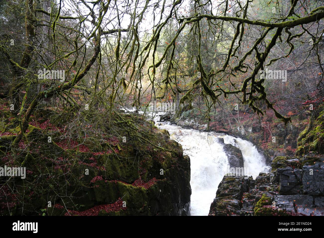 Craigvinean forest hi-res stock photography and images - Alamy