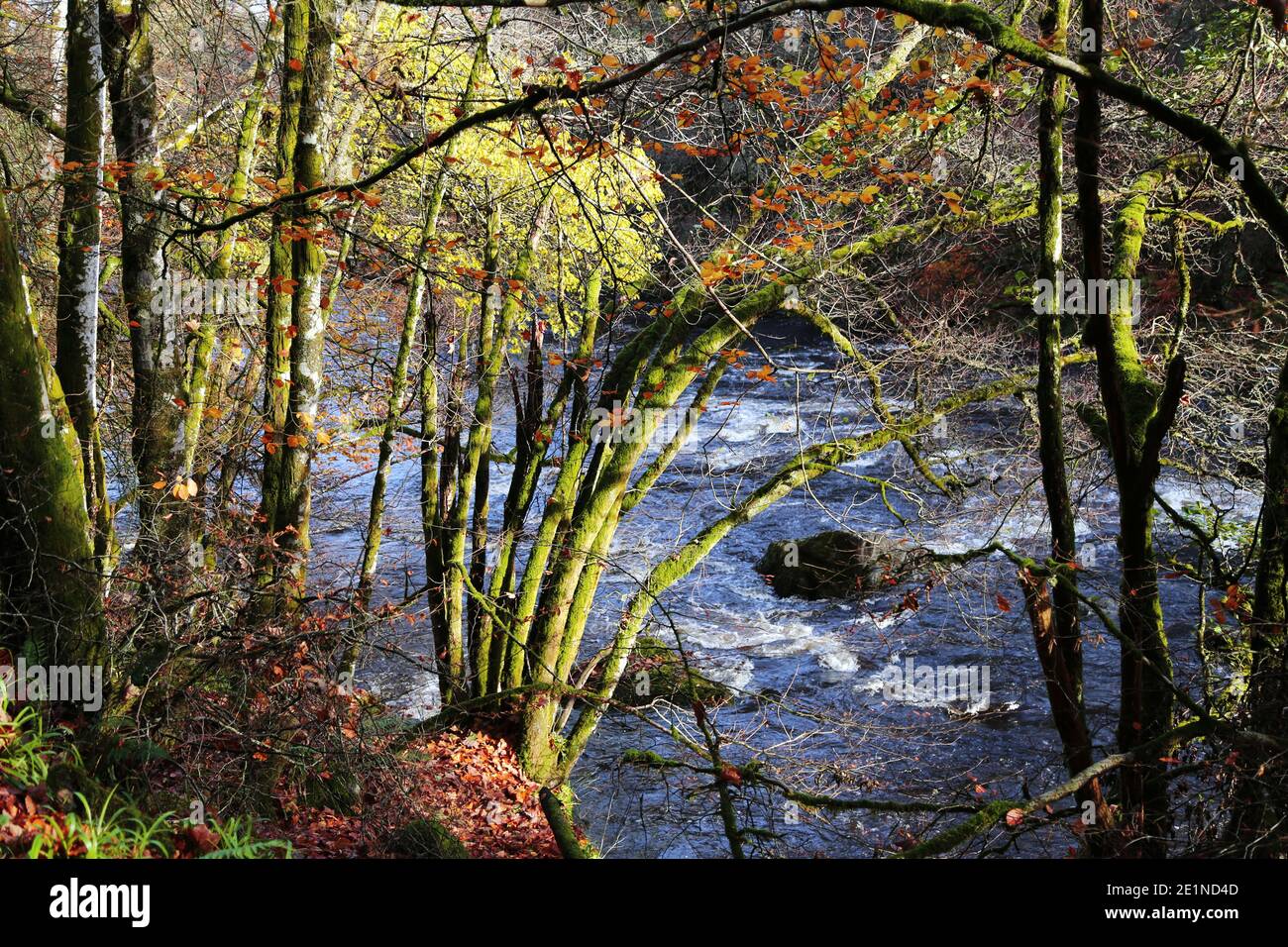 Craigvinean forest hi-res stock photography and images - Alamy