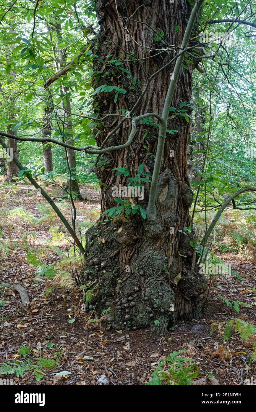 Mushroom spores forming as parasites on a tree in the English ...