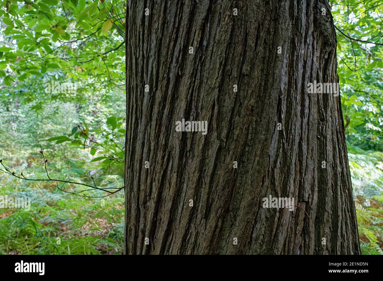 The distinctive trunk of an English oak tree Stock Photo - Alamy