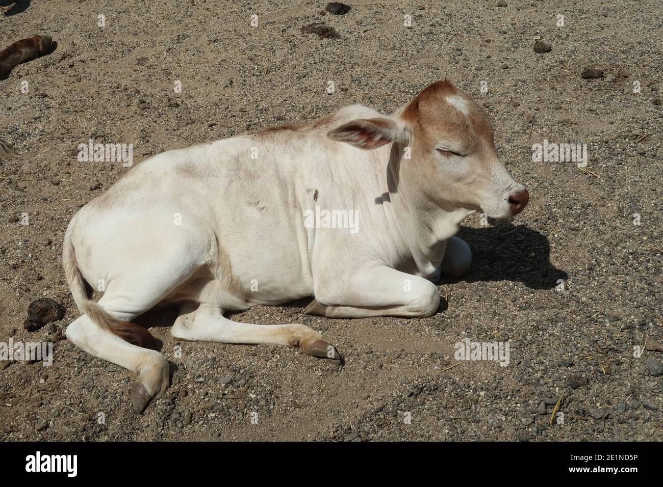 Pygmy Zebu