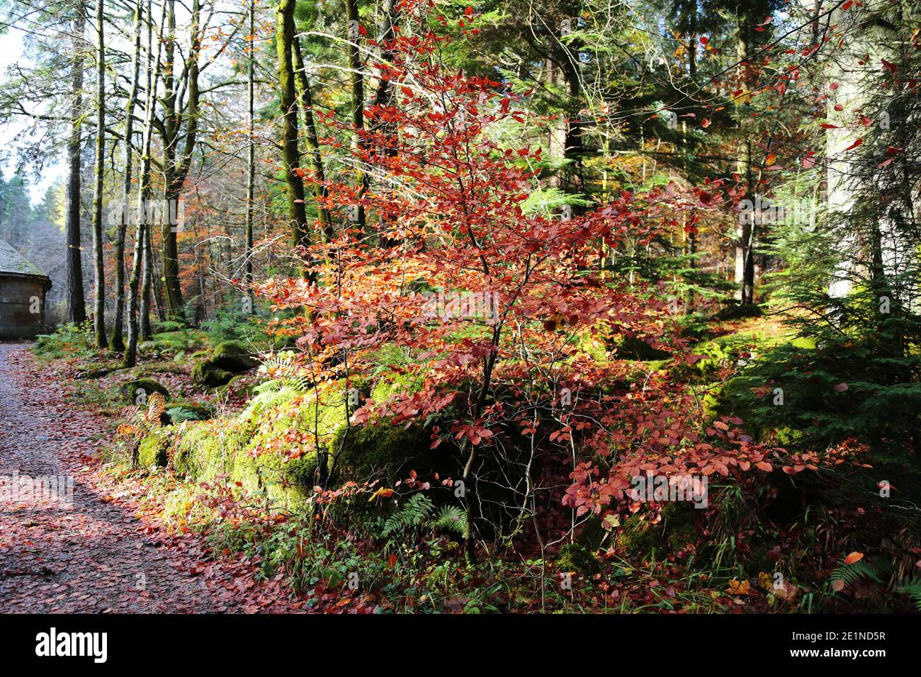 The Hermitage site on the banks of the River Braan in Craigvinean ...