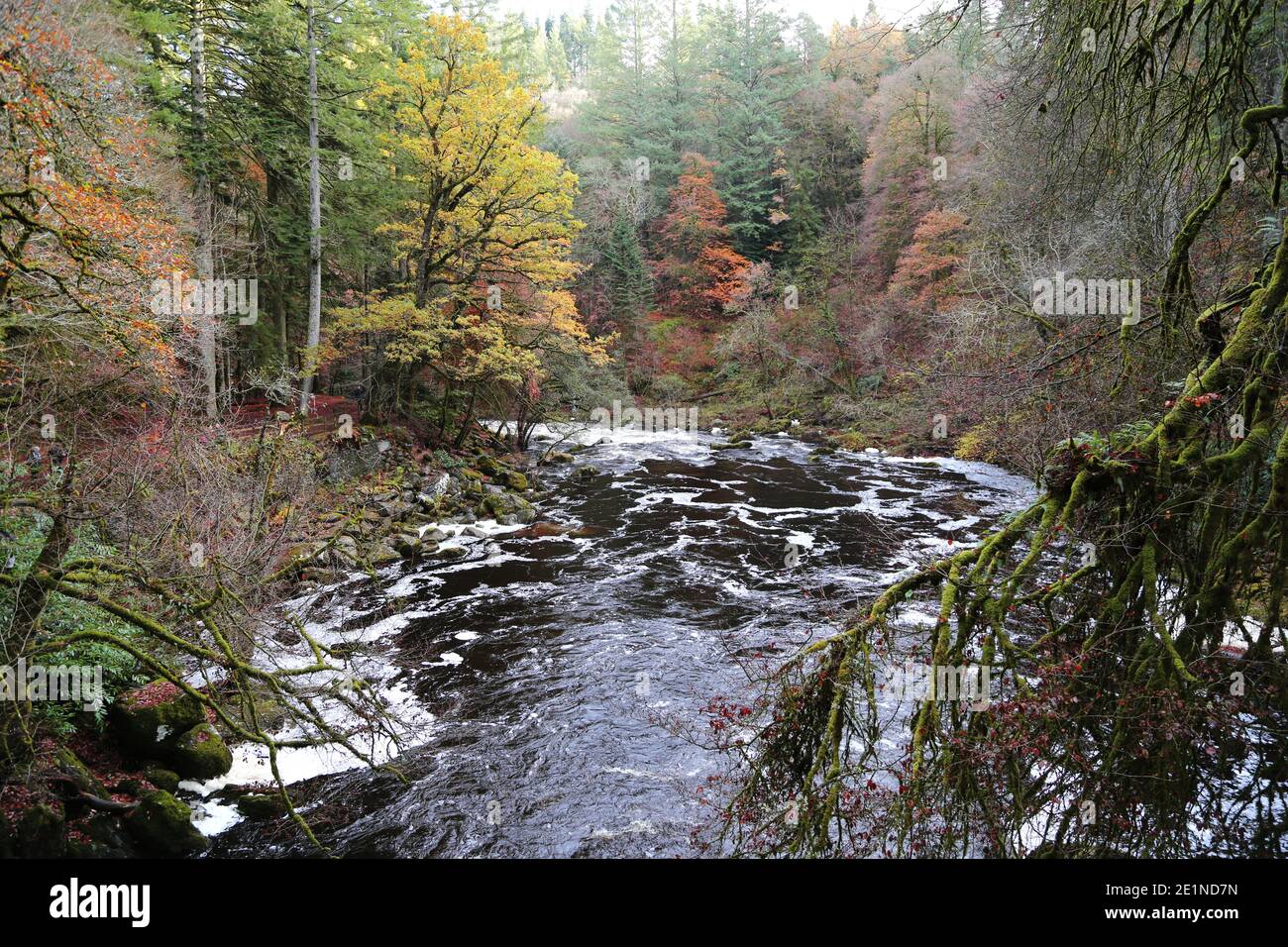 Craigvinean forest hi-res stock photography and images - Alamy