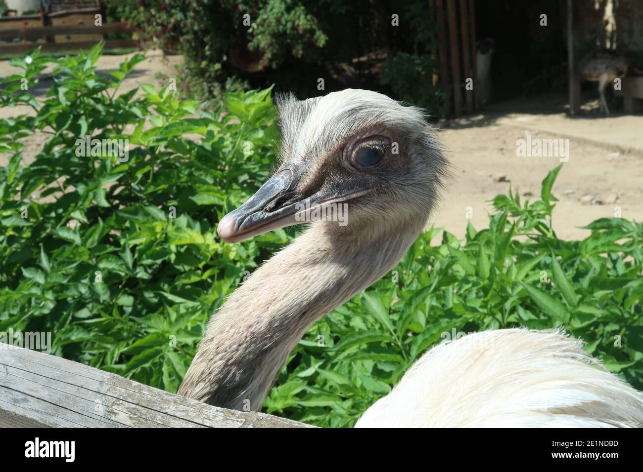 Argentina greater rhea hi-res stock photography and images - Alamy