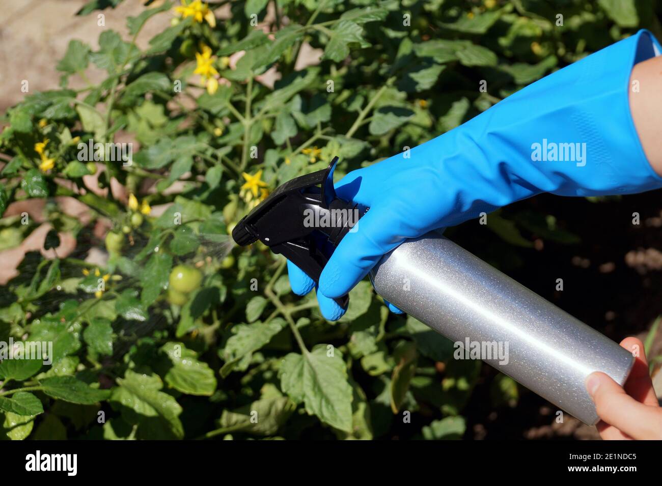 Spraying on plants using a sprayer. A stream of liquids highlighted by ...
