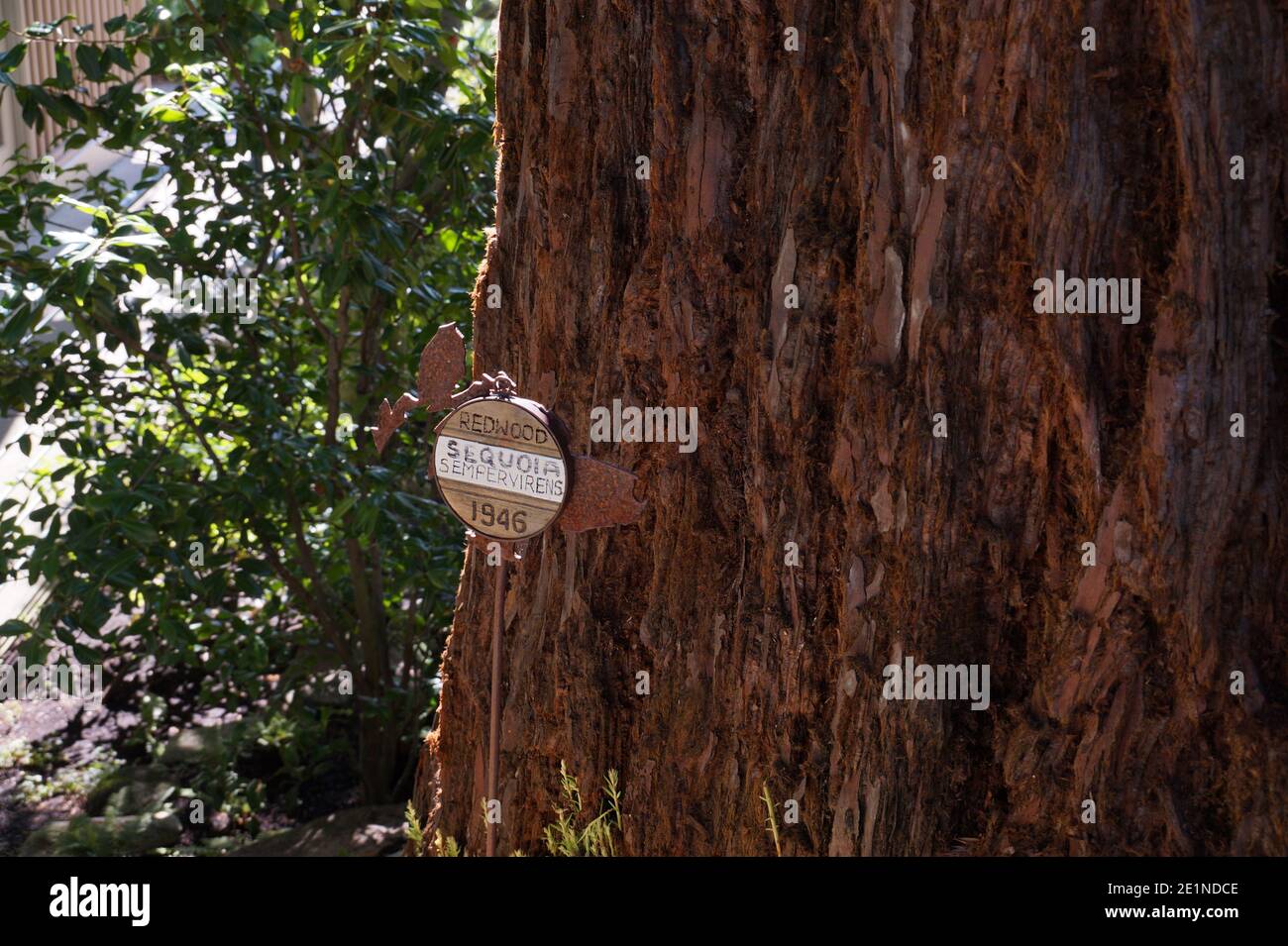 Sequoioideae hi-res stock photography and images - Alamy