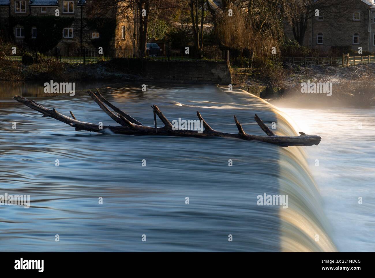 A log, looking like a canoe or boat, grounded on the River Wharfe weir ...