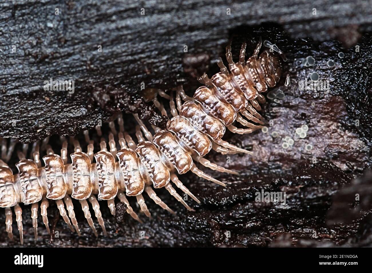 Millipede, Polydesmus sp Stock Photo - Alamy