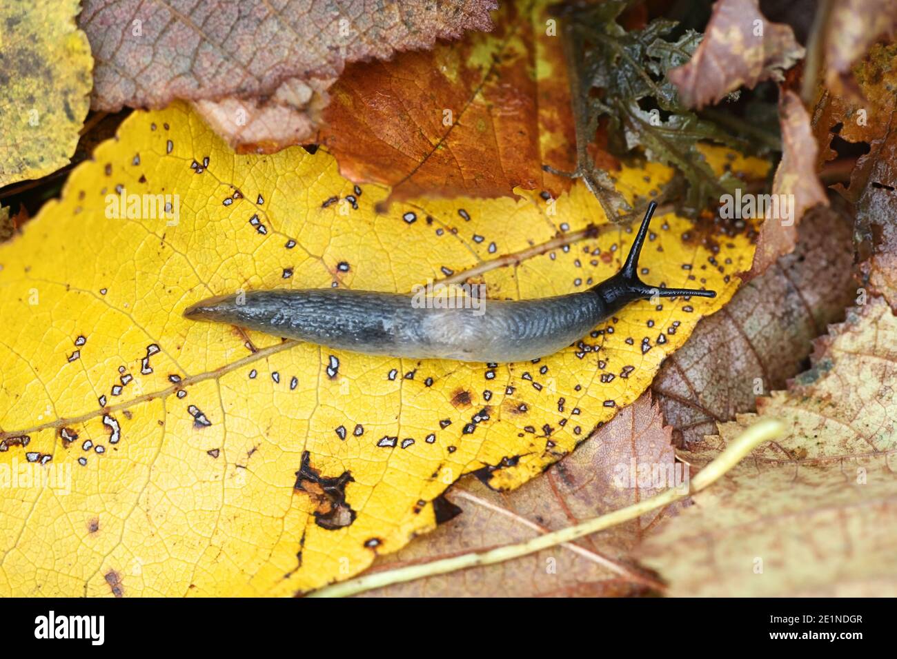 Krynickillus melanocephalus, a highly invasive slug with no common ...