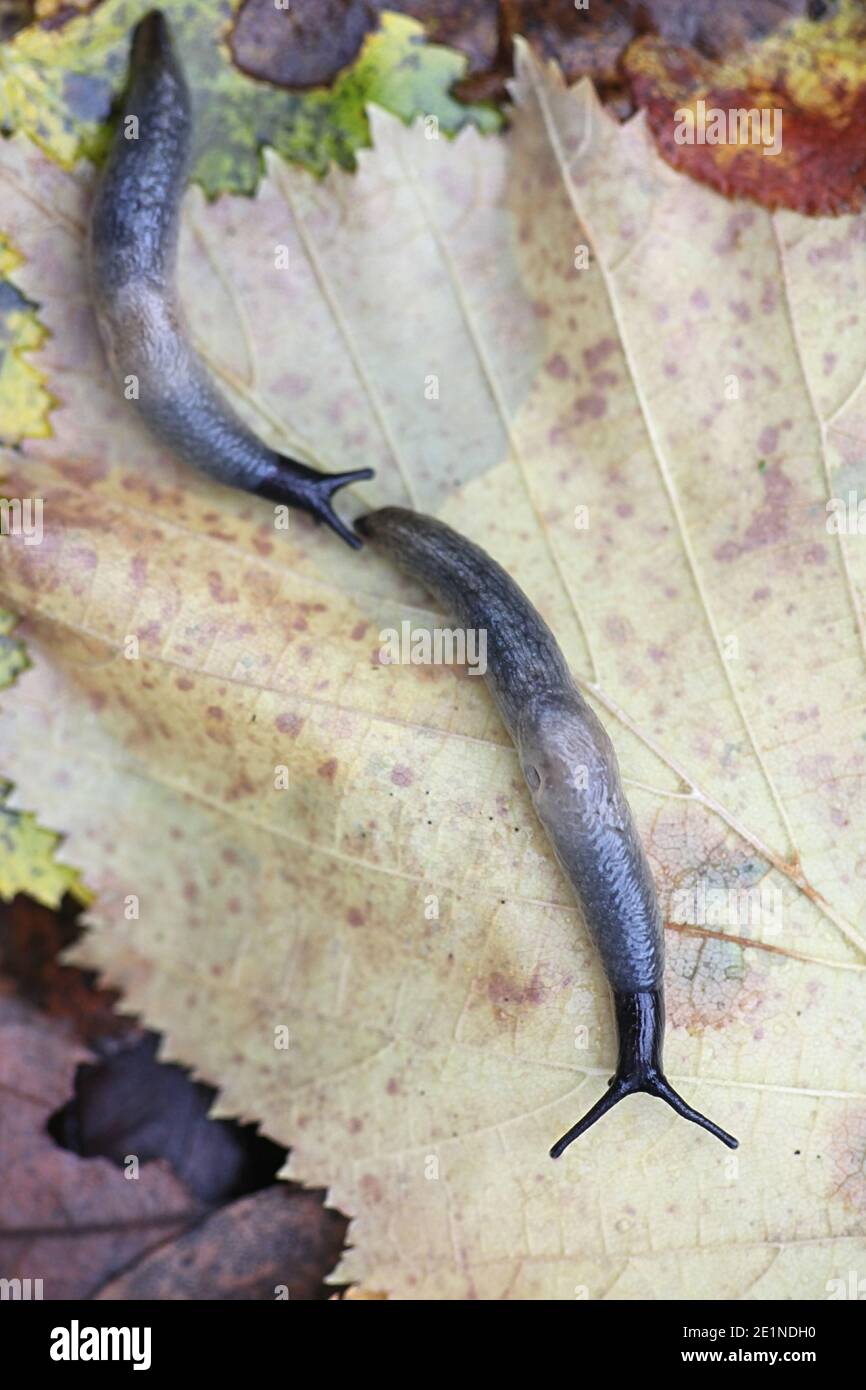Krynickillus melanocephalus, a highly invasive slug with no common ...