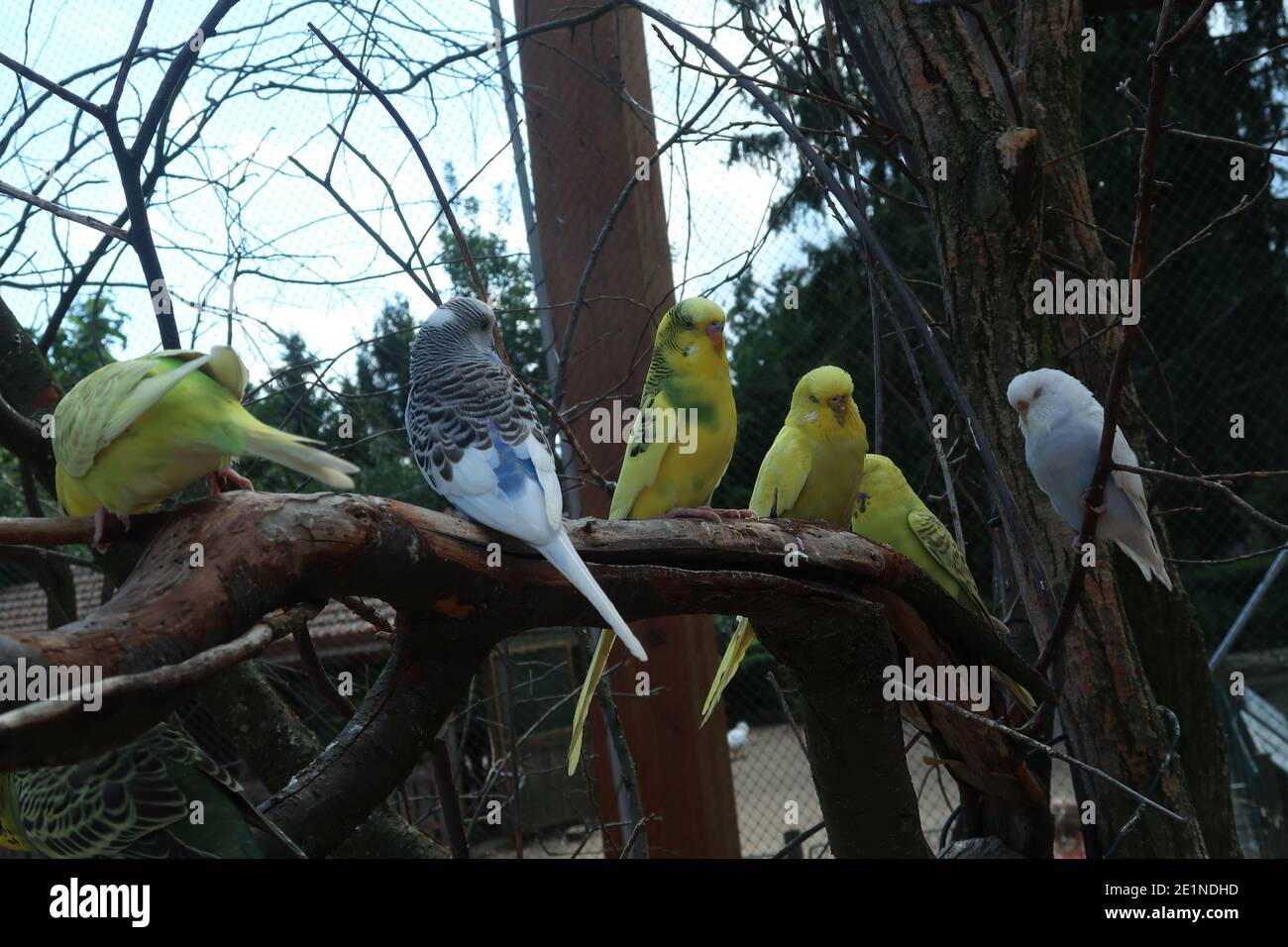 Budgerigar eating millet. Beautiful Parakeet. Zoo Stock Photo - Alamy