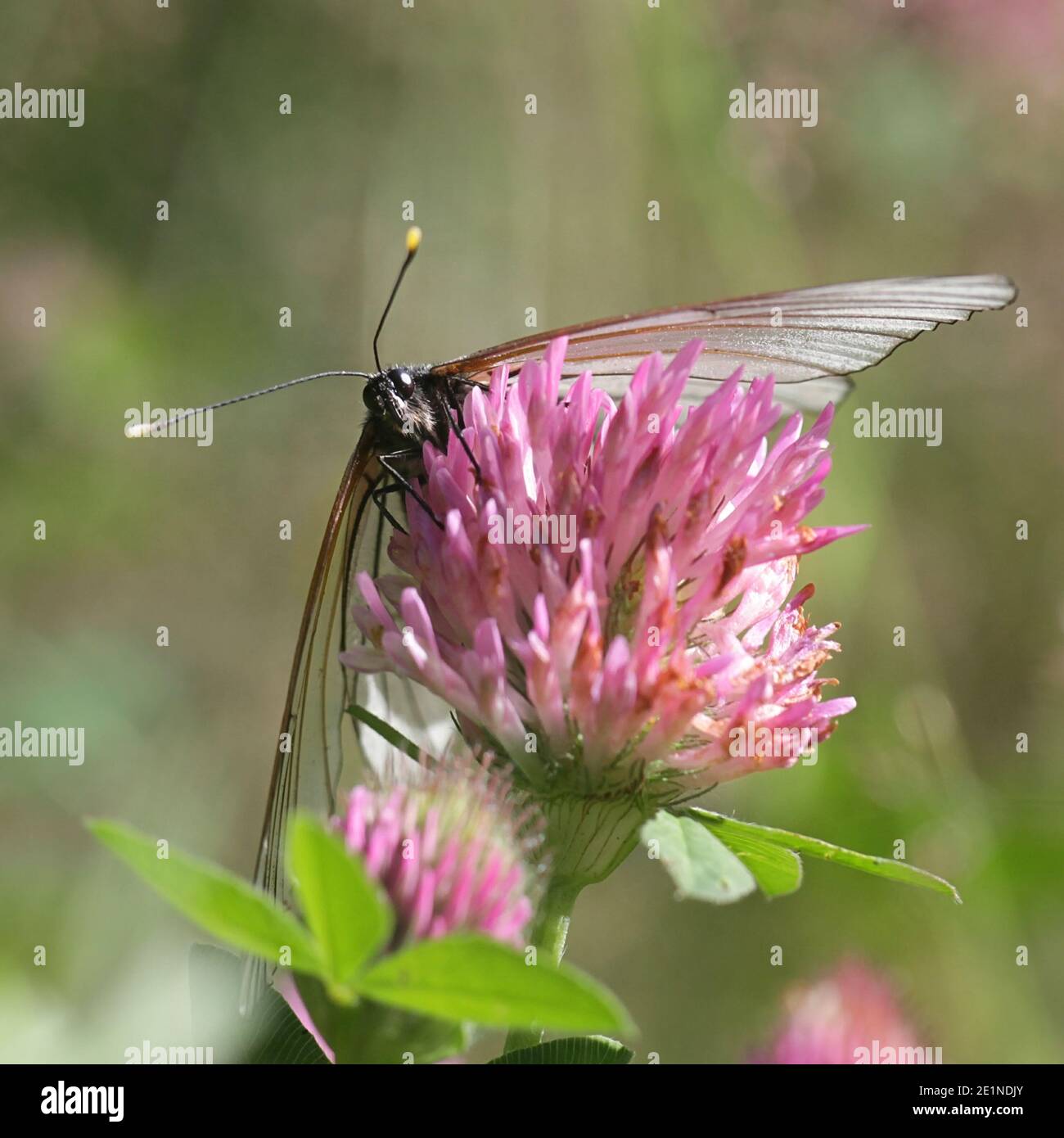 Trefoil clover hi-res stock photography and images - Alamy