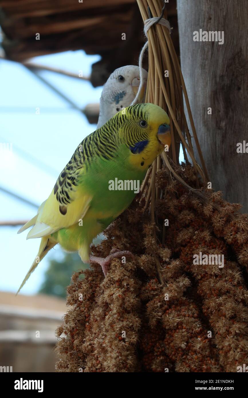 Budgerigar eating millet. Beautiful Parakeet. Zoo Stock Photo - Alamy