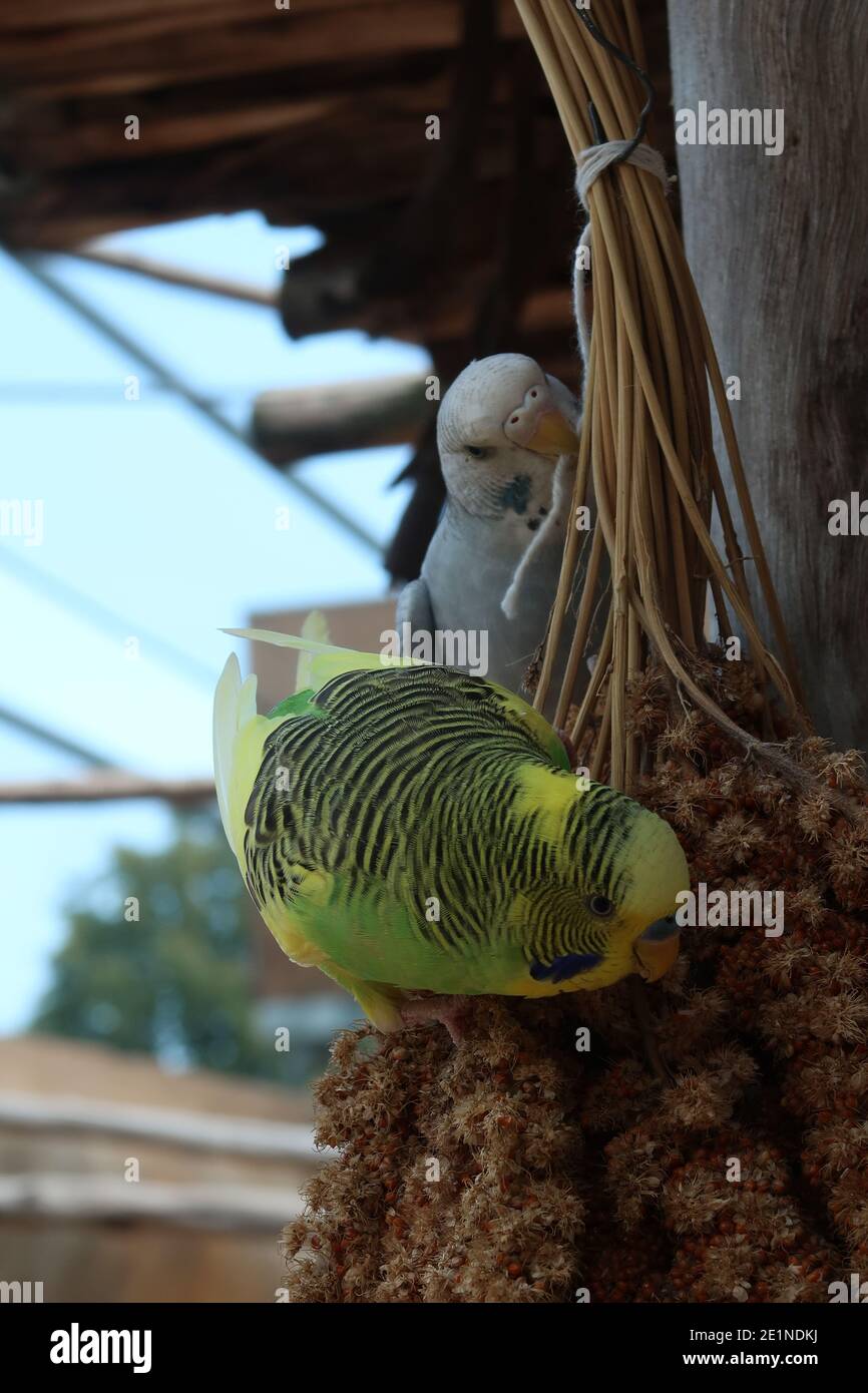 Budgerigar eating millet. Beautiful Parakeet. Zoo Stock Photo - Alamy