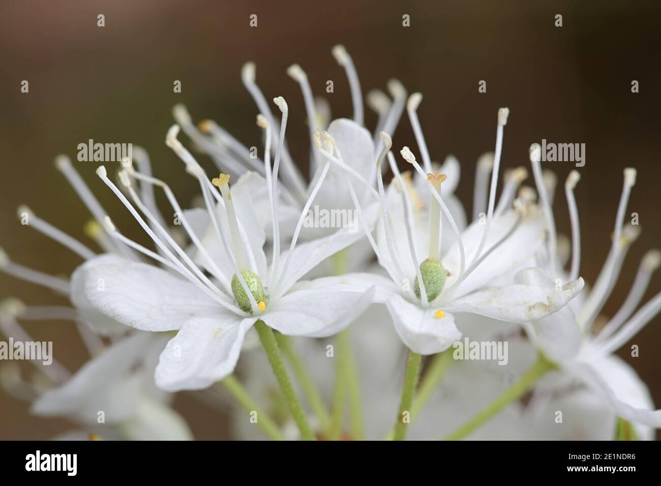 Labrador tea plant hi-res stock photography and images - Alamy