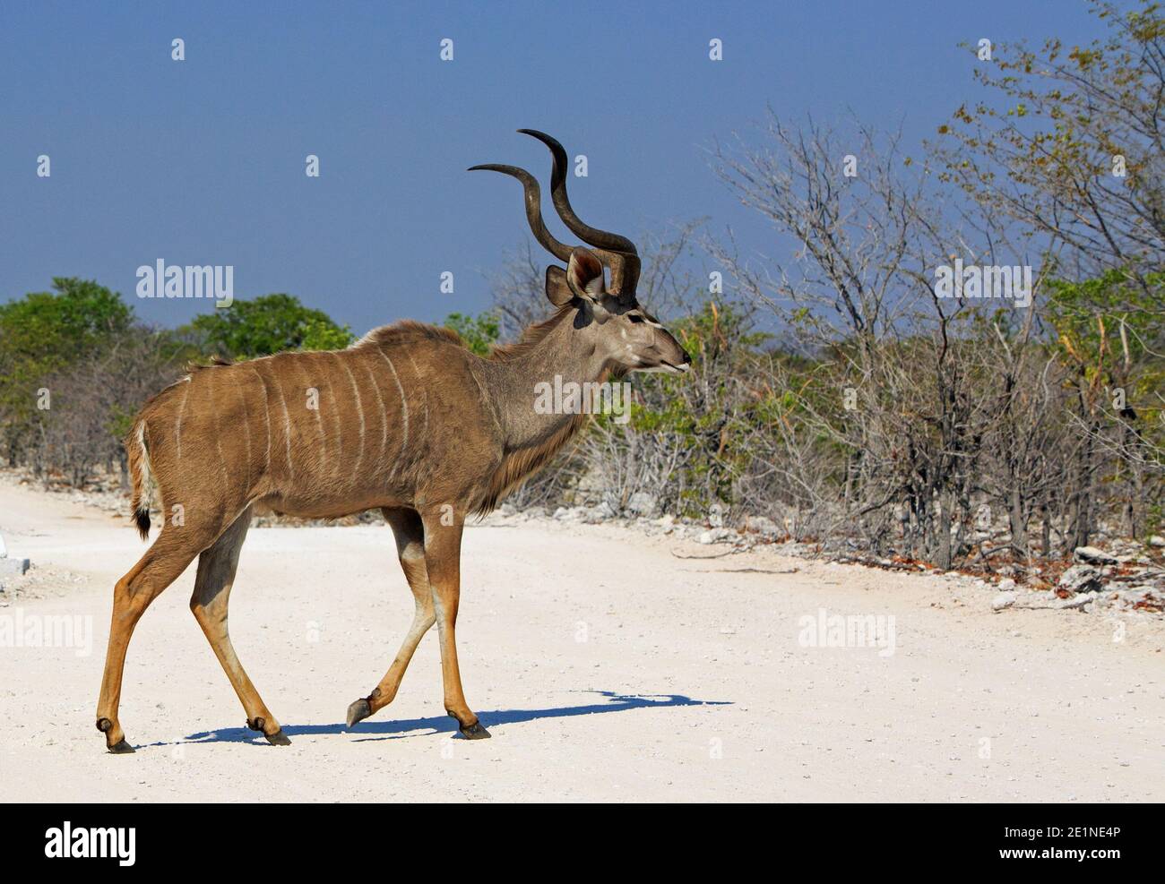 Kudu buck hi-res stock photography and images - Alamy