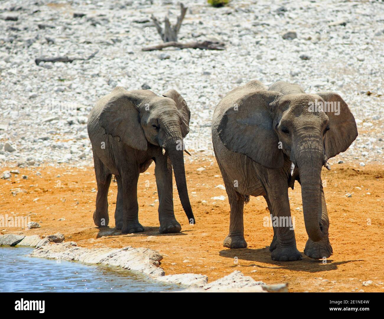 Two Adolescent African Elephants walking along a sandy rivers edge ...
